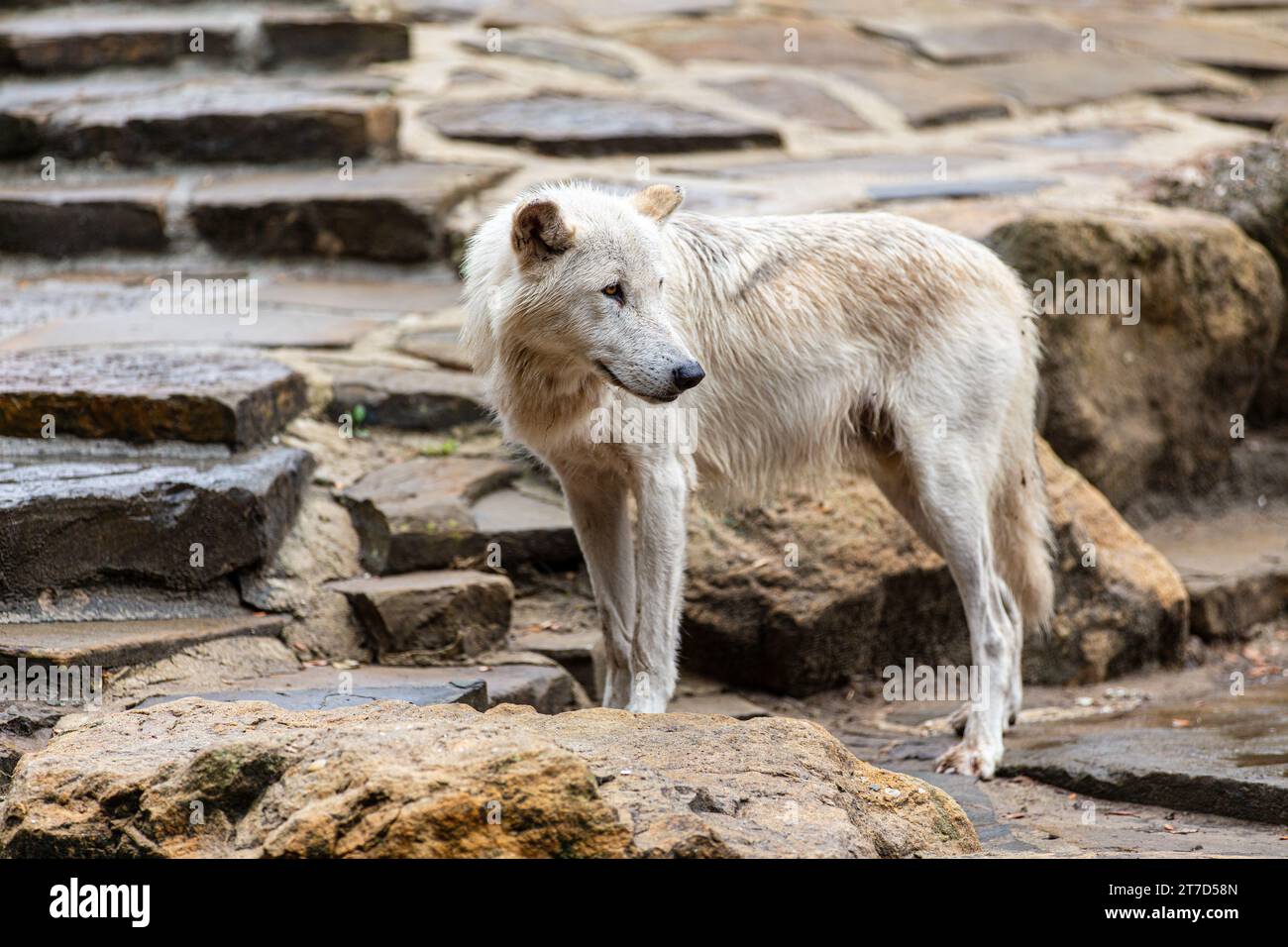 White wolf zoo hi-res stock photography and images - Alamy