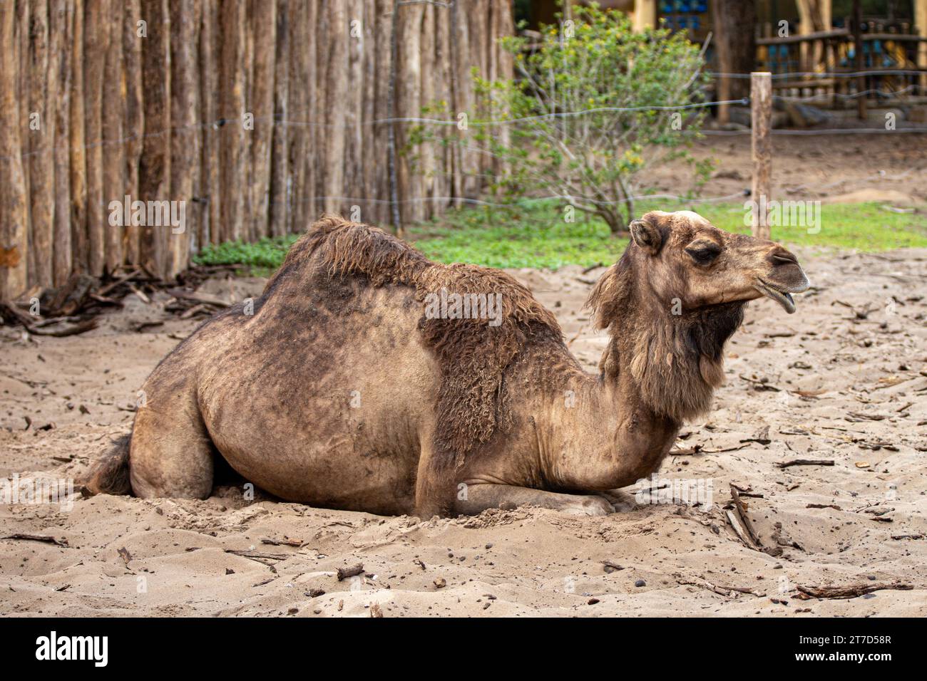 Camel lying down in his den of Labenne zoo, France Stock Photo - Alamy