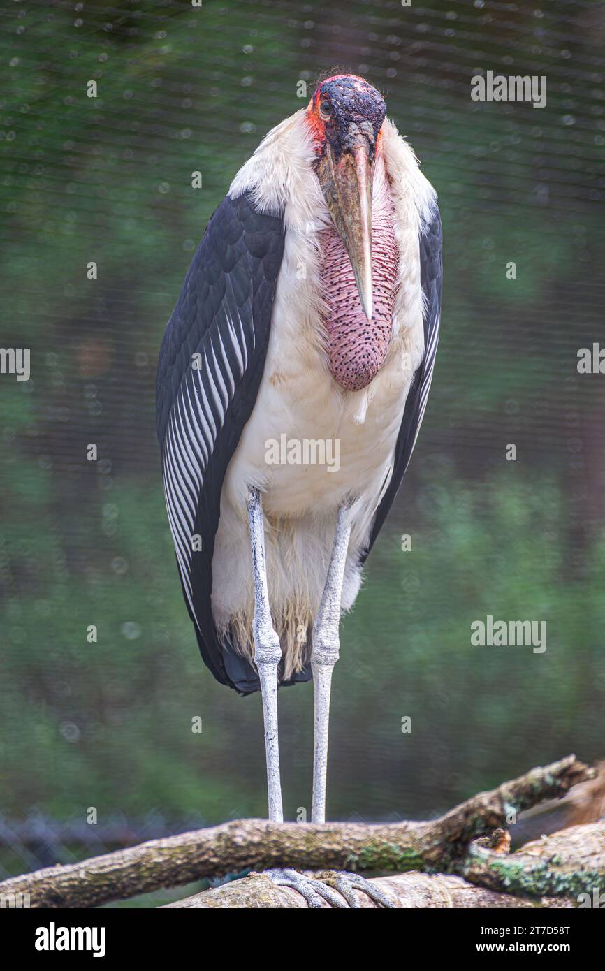 Marabou stork (Leptoptilos crumenifer), huge and scary African bird ...