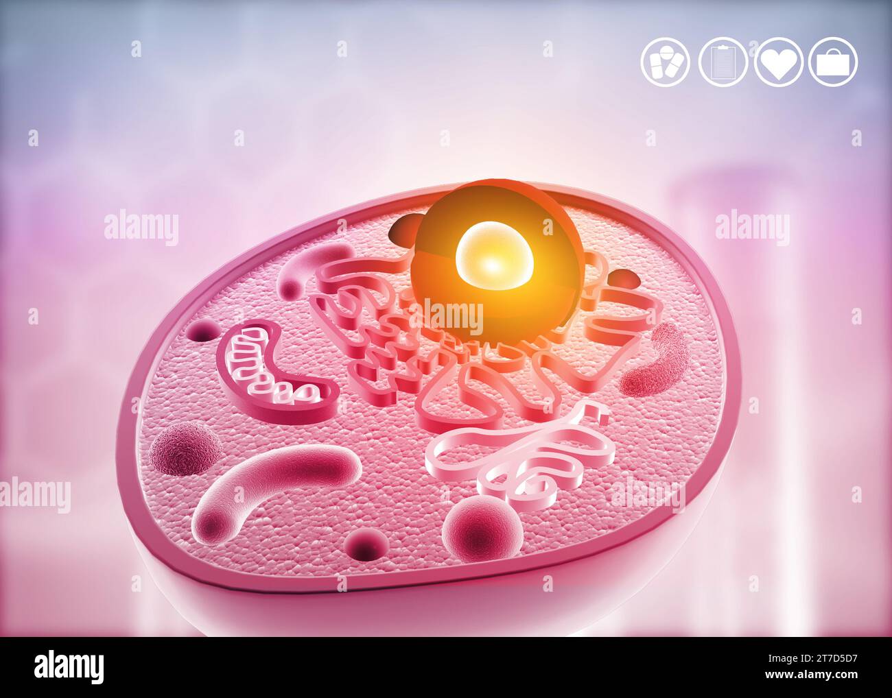 Anatomy of a cell on science background. 3d illustration Stock Photo ...