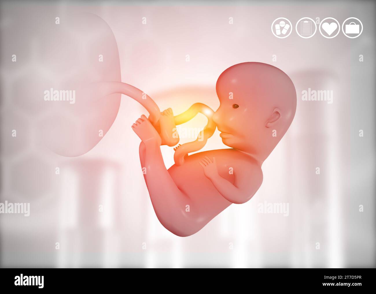 Fetus anatomy on medical background. 3d illustration Stock Photo - Alamy