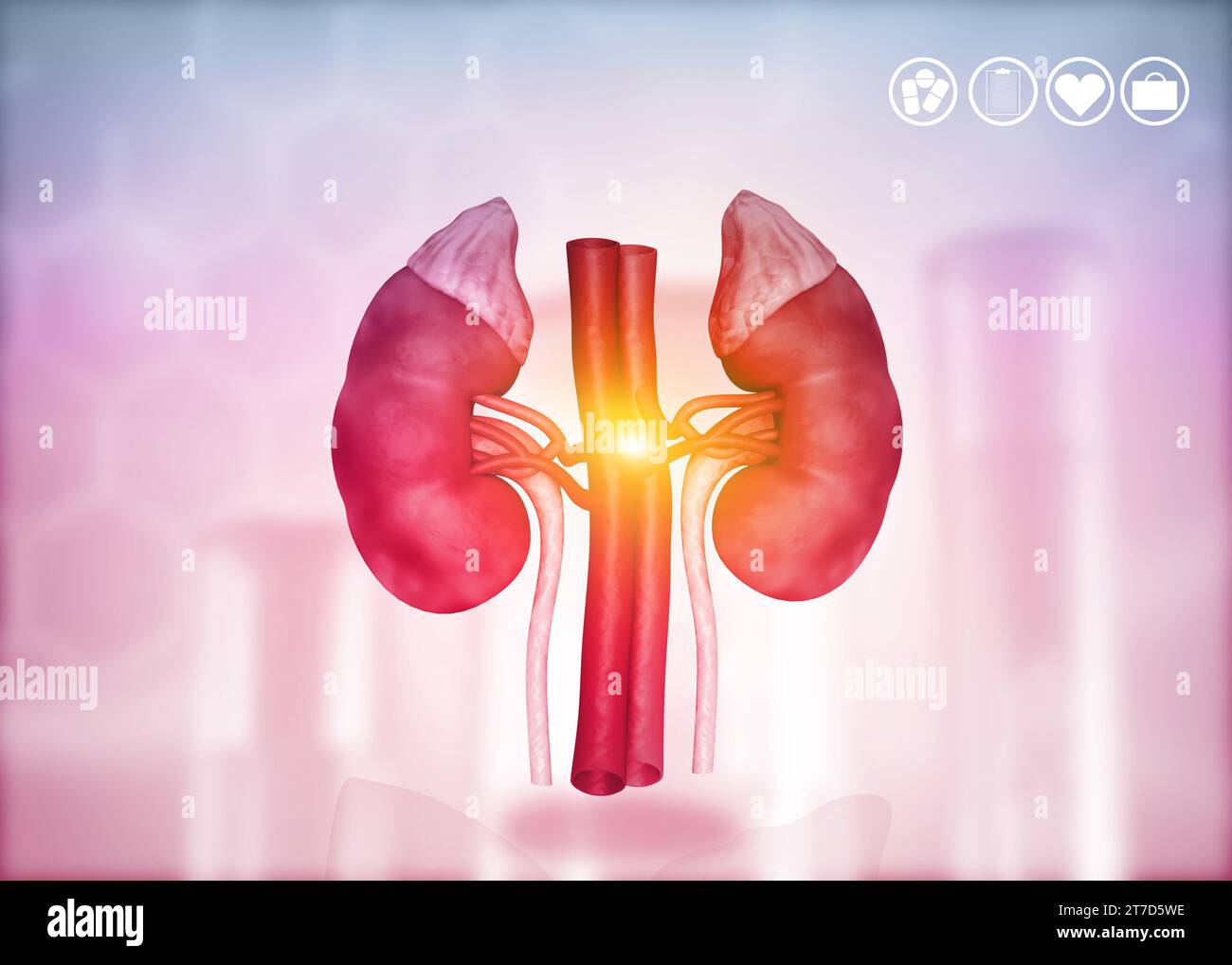 Human kidney on science background. 3d render Stock Photo - Alamy