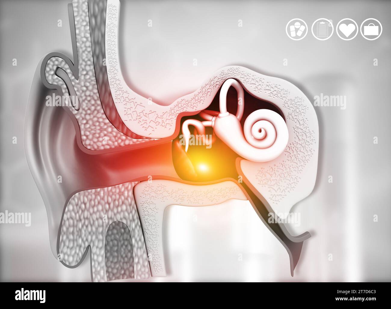 Cross-section of the human ear. 3d illustration Stock Photo - Alamy
