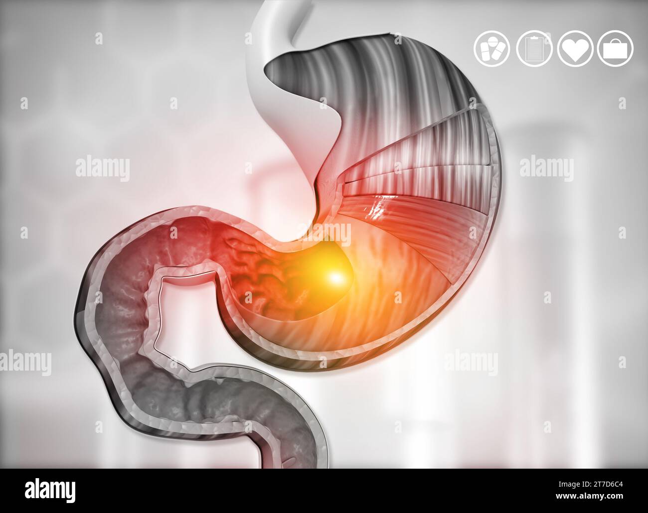 Cross section of human stomach diagram. 3d illustration Stock Photo - Alamy