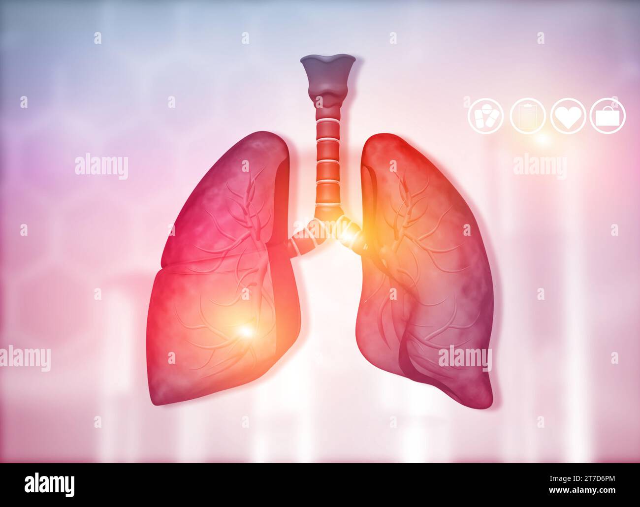 Anatomy of human lungs. 3d render Stock Photo - Alamy