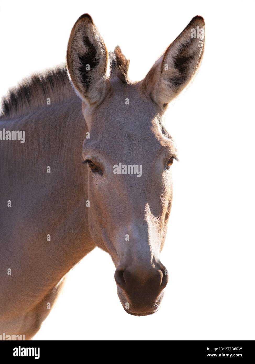 donkey portrait isolated on white background Stock Photo - Alamy