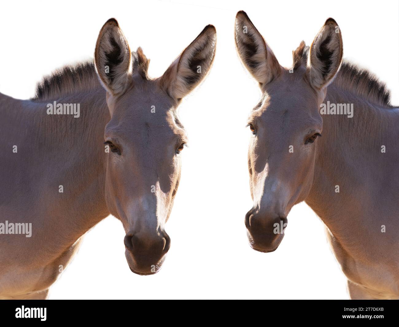 Donkey fur texture hi-res stock photography and images - Alamy