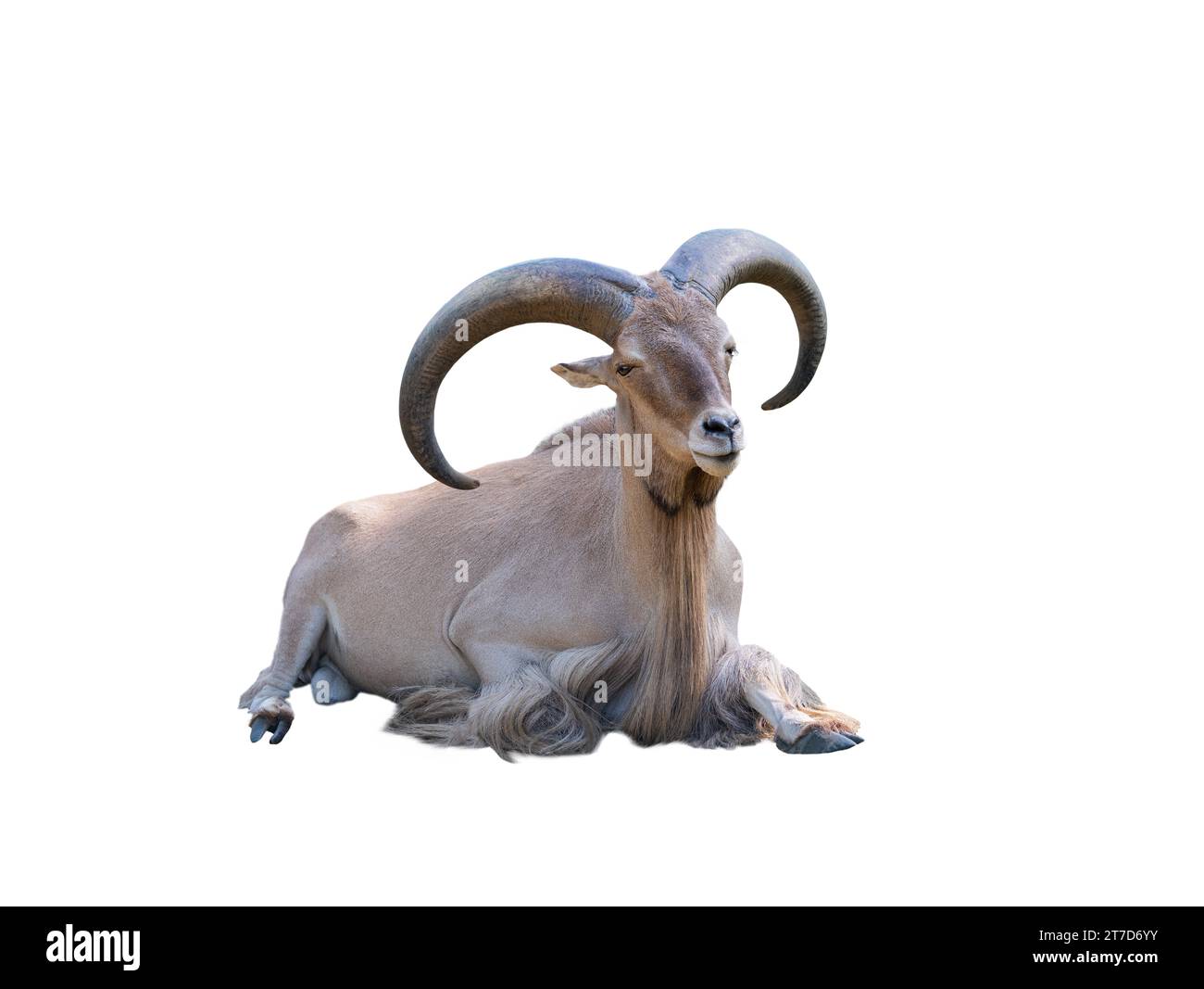 Sheep livestock animal one outdoors farming animals Cut Out Stock ...