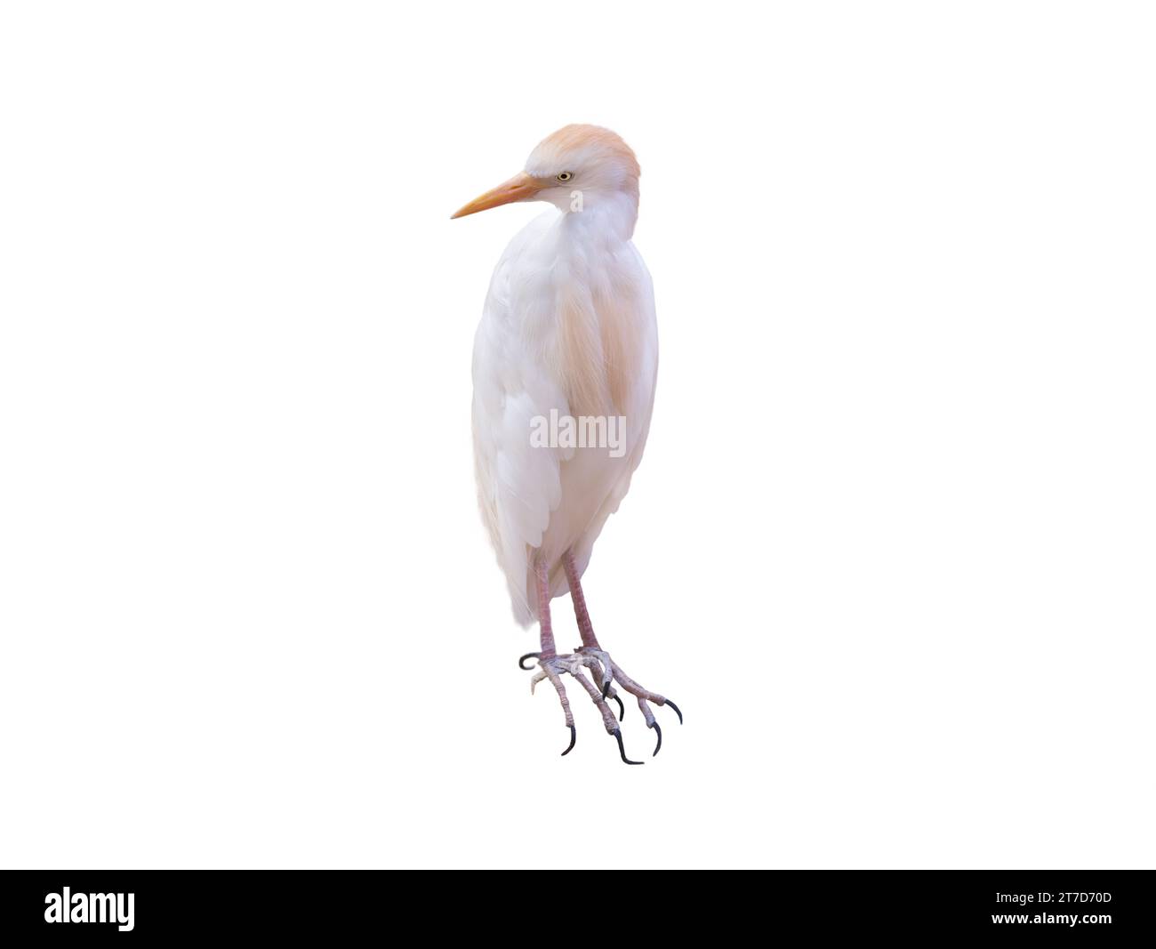 White ibis Cut Out Stock Images & Pictures - Alamy