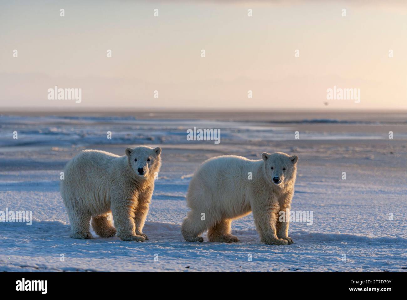 Polar bear cubs, Ursus maritimus, Kaktovik, Alaska, Arctic Ocean, USA Stock Photo - Alamy
