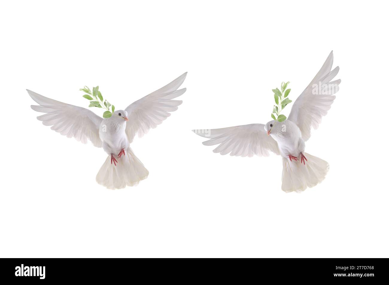 two white dove in flight on a white background with an olive branch Stock Photo - Alamy
