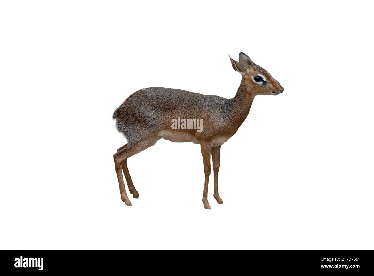 madoqua kirkii isolated on white background Stock Photo - Alamy