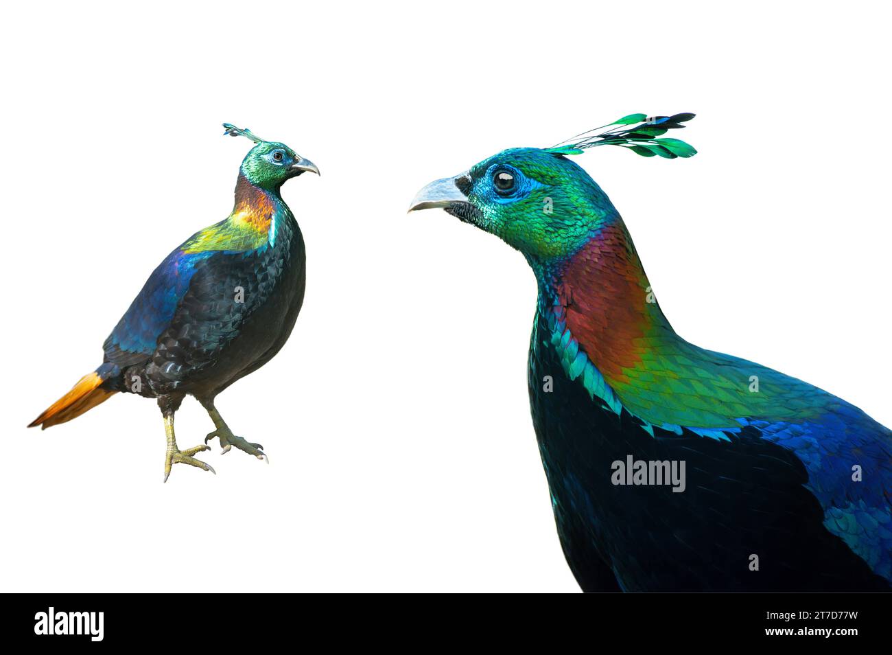 Himalayan or Impeyan monal (Lophophorus impejanus) isolated on white ...