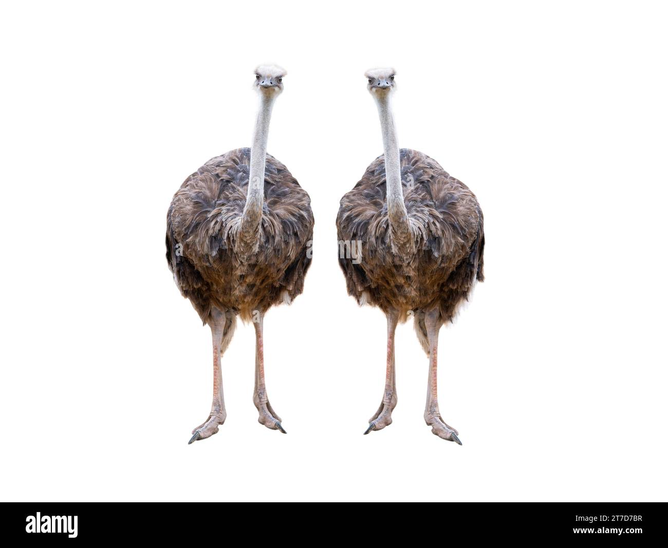 two ostrich isolated on white background Stock Photo - Alamy