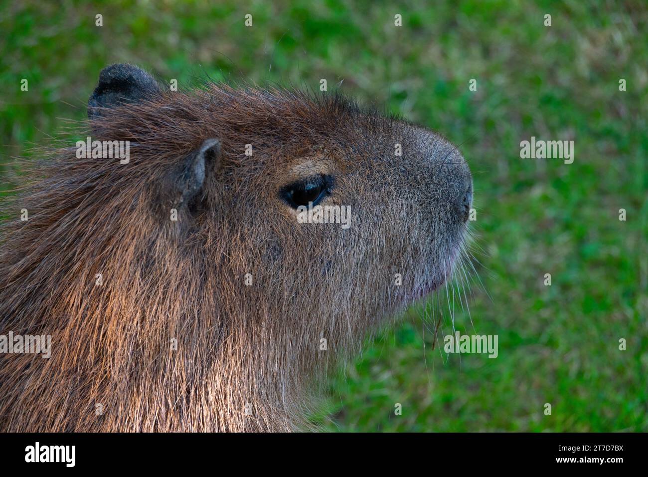 Capibara brasil hi-res stock photography and images - Alamy
