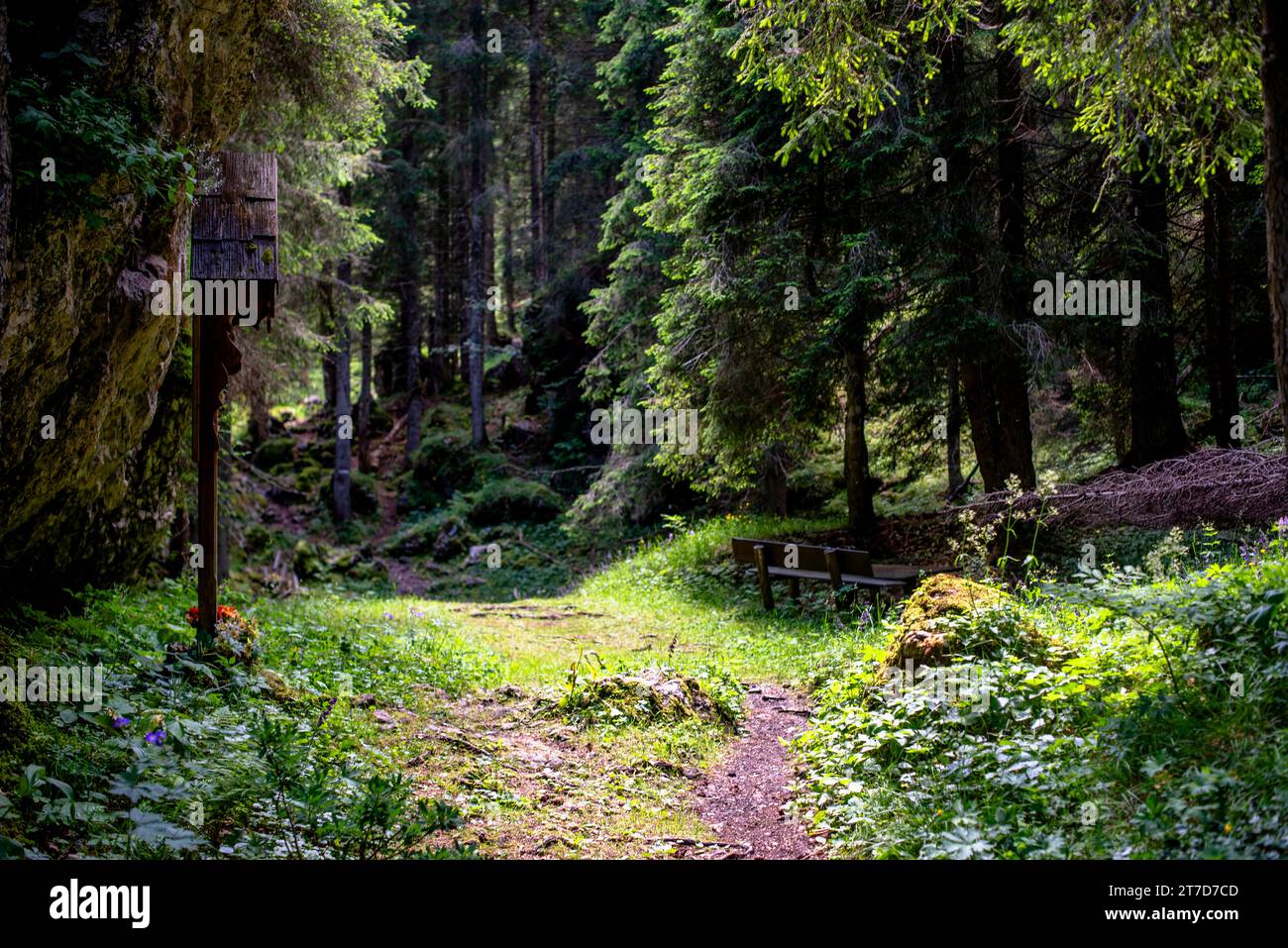 alpine forest with pine trees and paths between meadows and woods at an ...