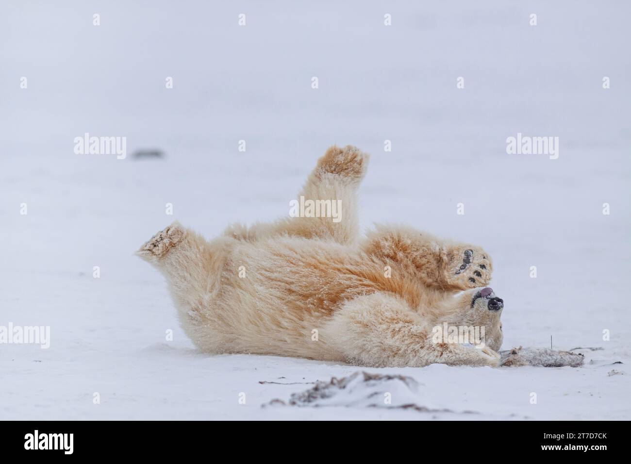 Polar bear, playing, cub, Ursus maritimus, Kaktovik, Alaska, Arctic Ocean, USA Stock Photo - Alamy