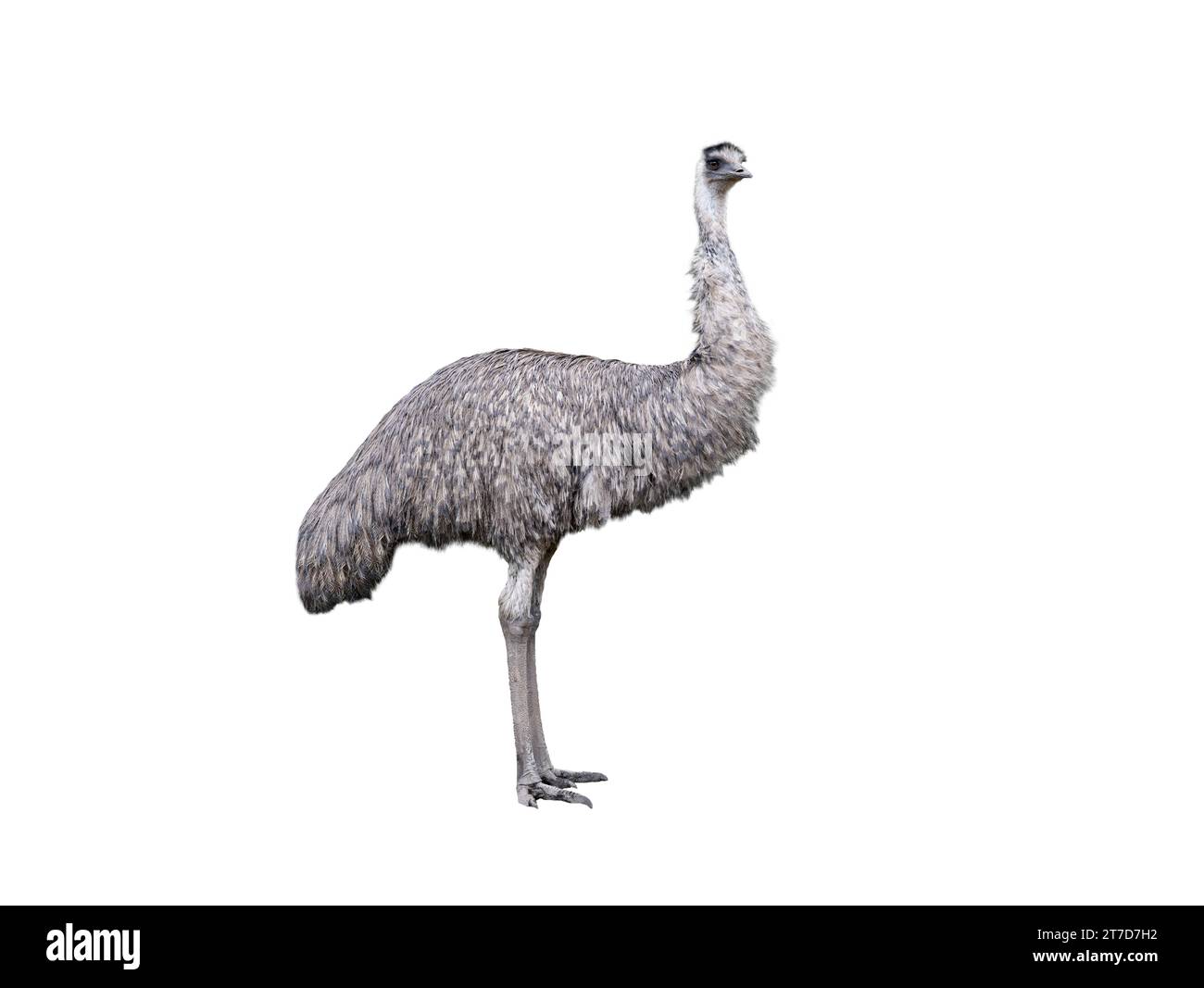 Flying and flightless birds Cut Out Stock Images & Pictures - Alamy