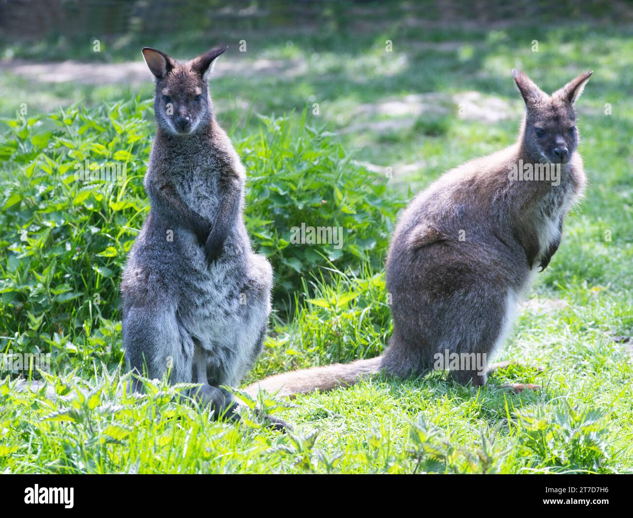 Sitting red kangaroo macropus hi-res stock photography and images - Alamy