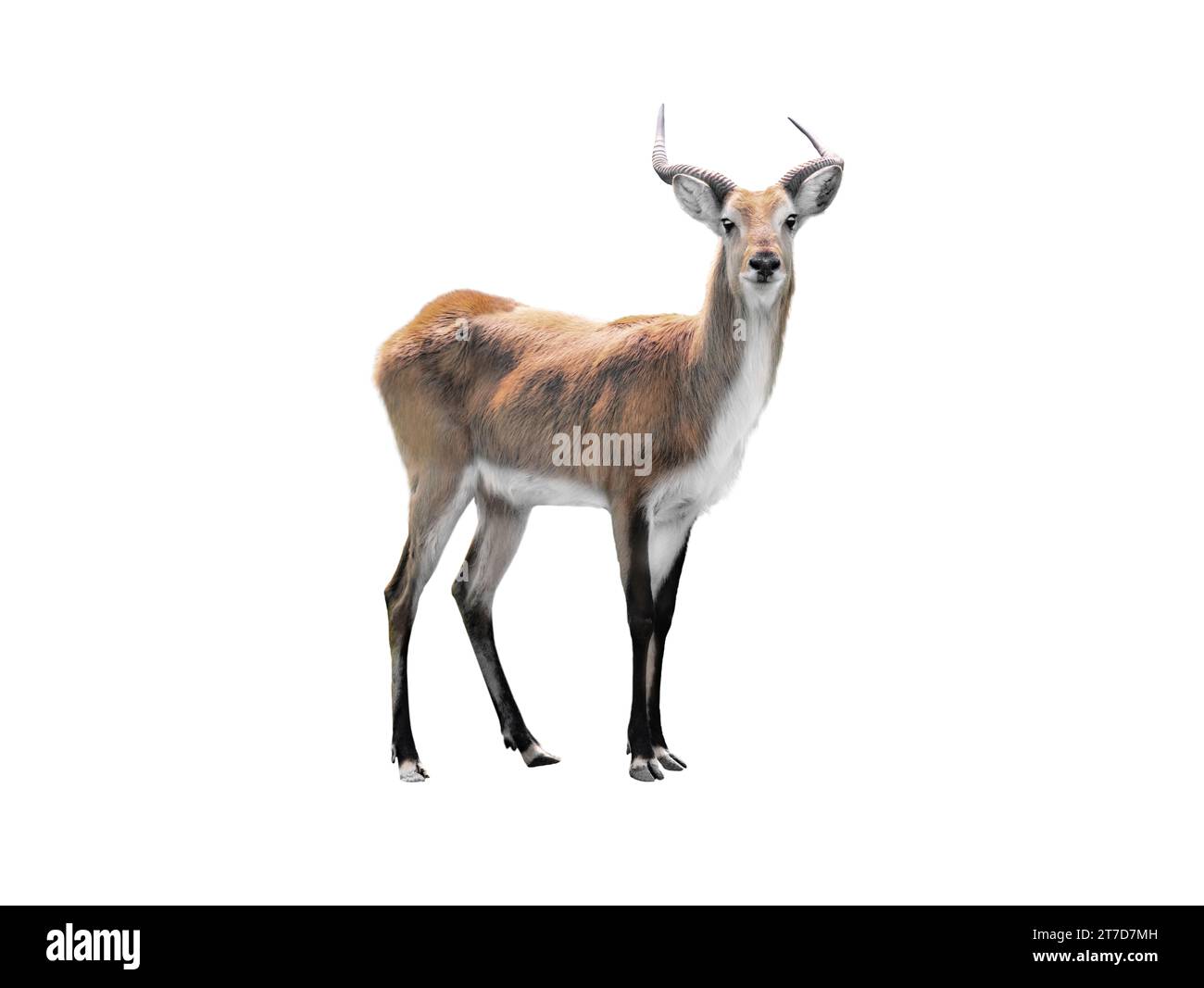 Red lechwe antelopes kobus leche hi-res stock photography and images ...