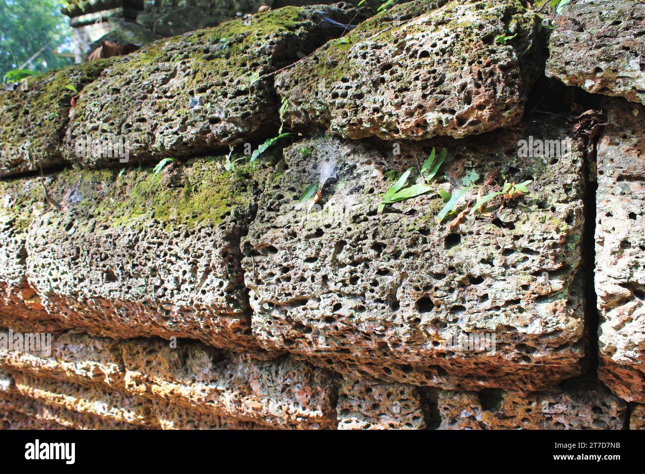 Scattered green plants grow on the weathered porous remains of laterite ...