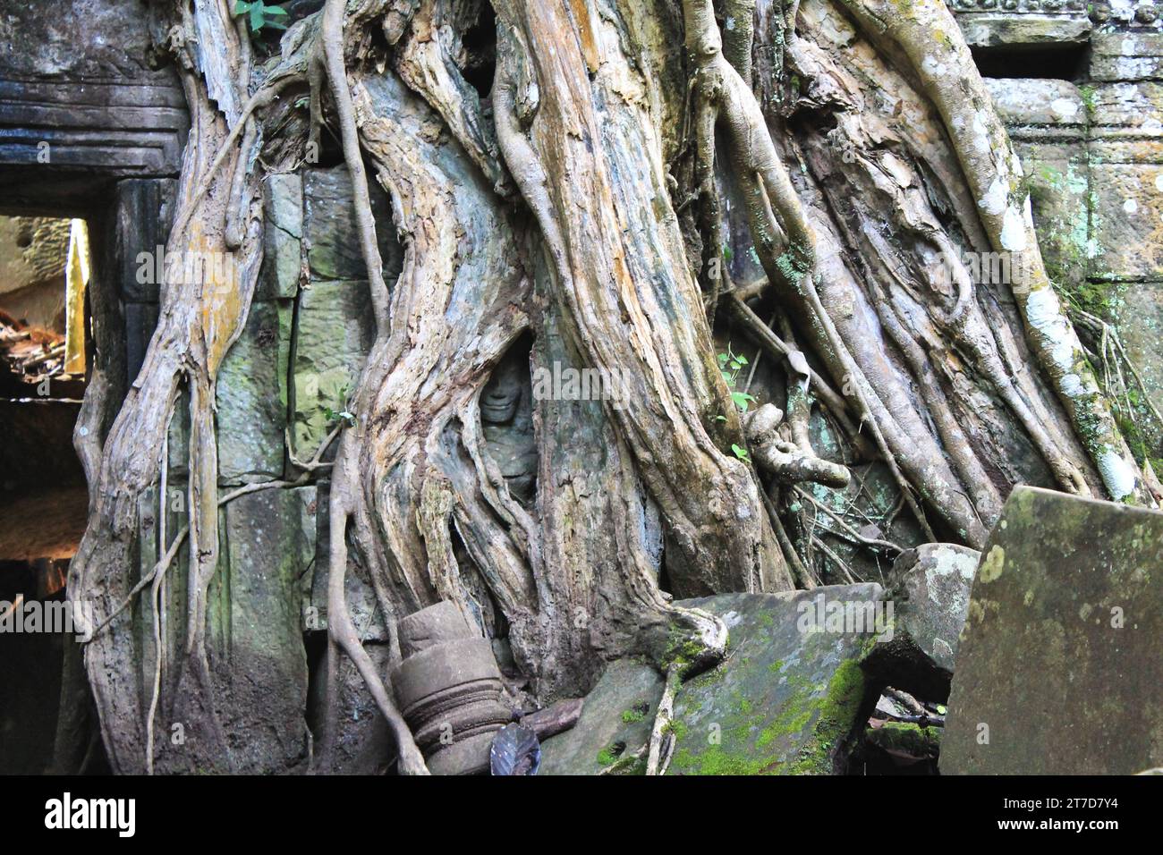 An ancient carved stone face peeks out from behind the overgrown tree ...