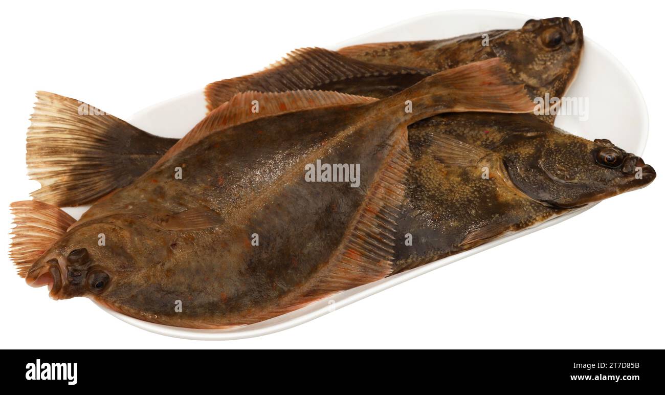 Flatfish caught from sea closeup and isolated Stock Photo - Alamy