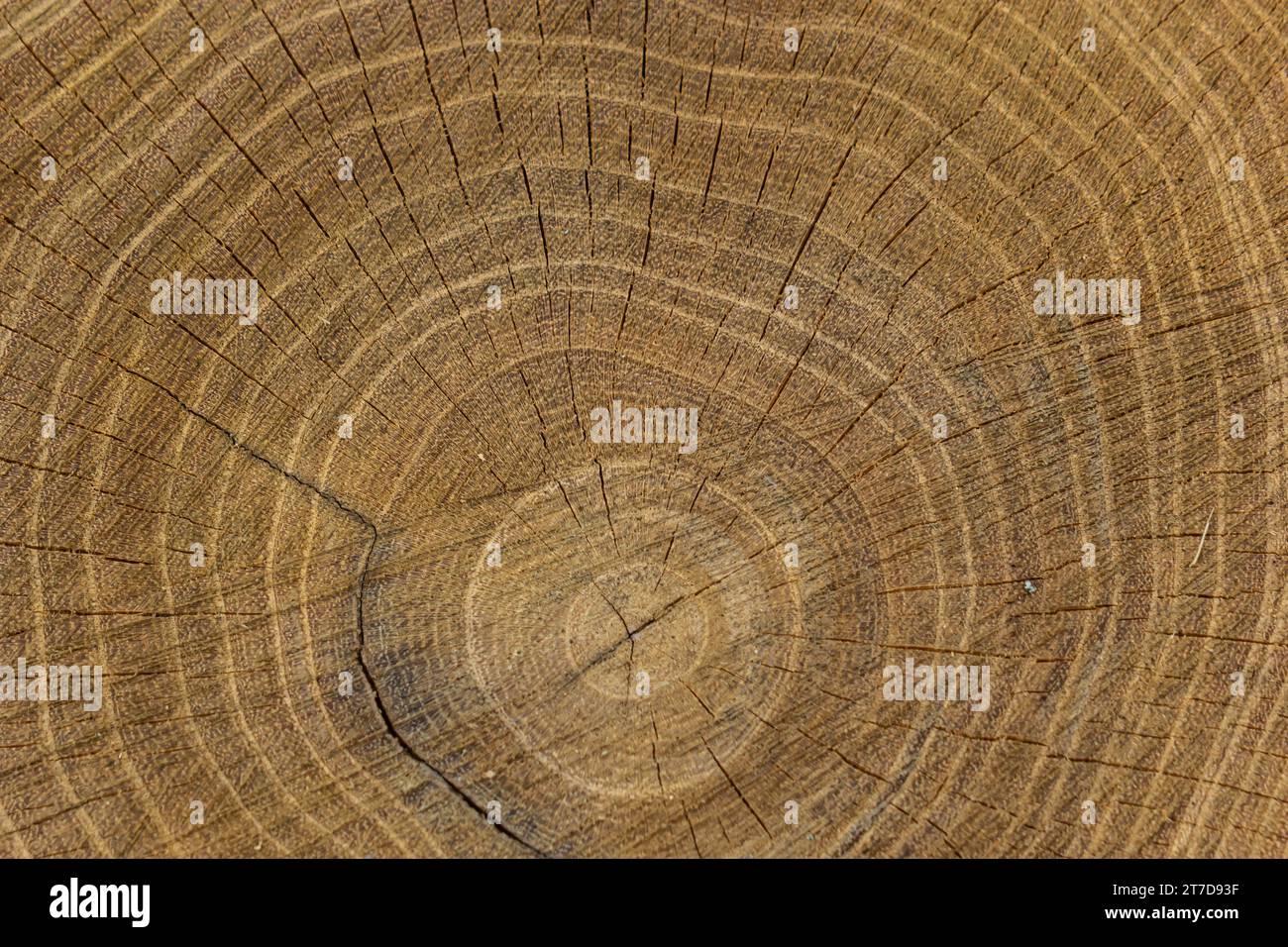 Wood texture of cut tree trunk hi-res stock photography and images - Alamy