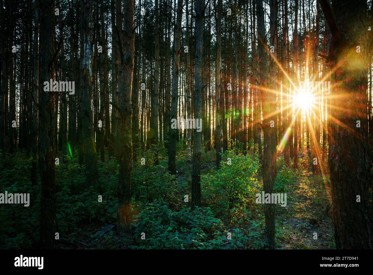 The rising sun makes its way through the trunks of trees in a pine ...