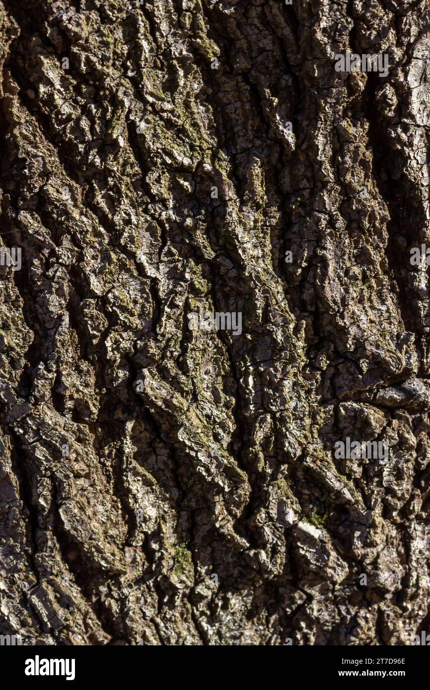 Old Wood Tree Texture Background Pattern Stock Photo - Alamy