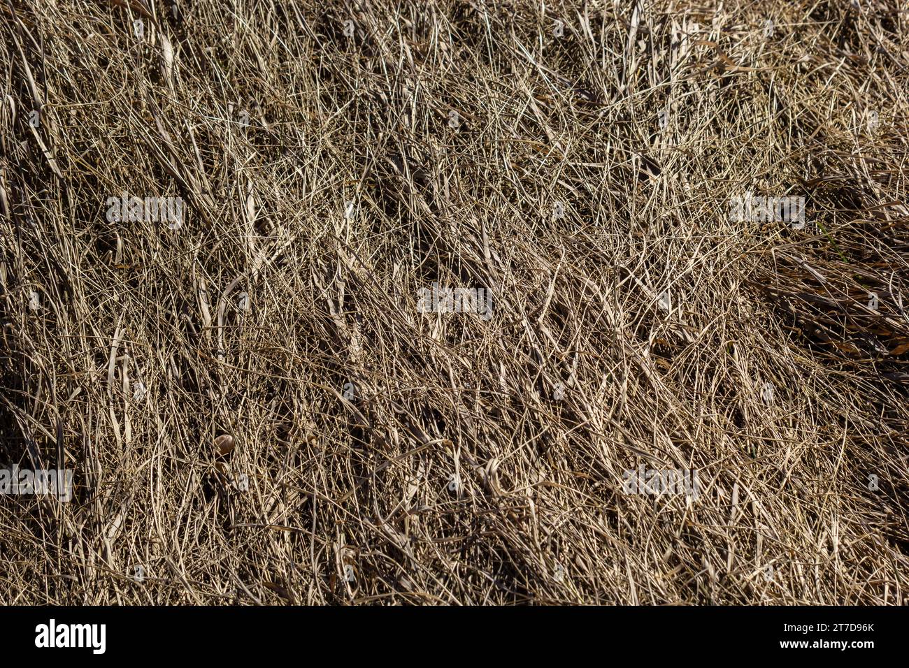 Landscape meadow grasses dry hi-res stock photography and images - Alamy