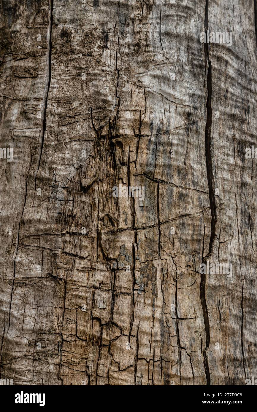 Wood Texture With Natural Pattern Stock Photo - Alamy