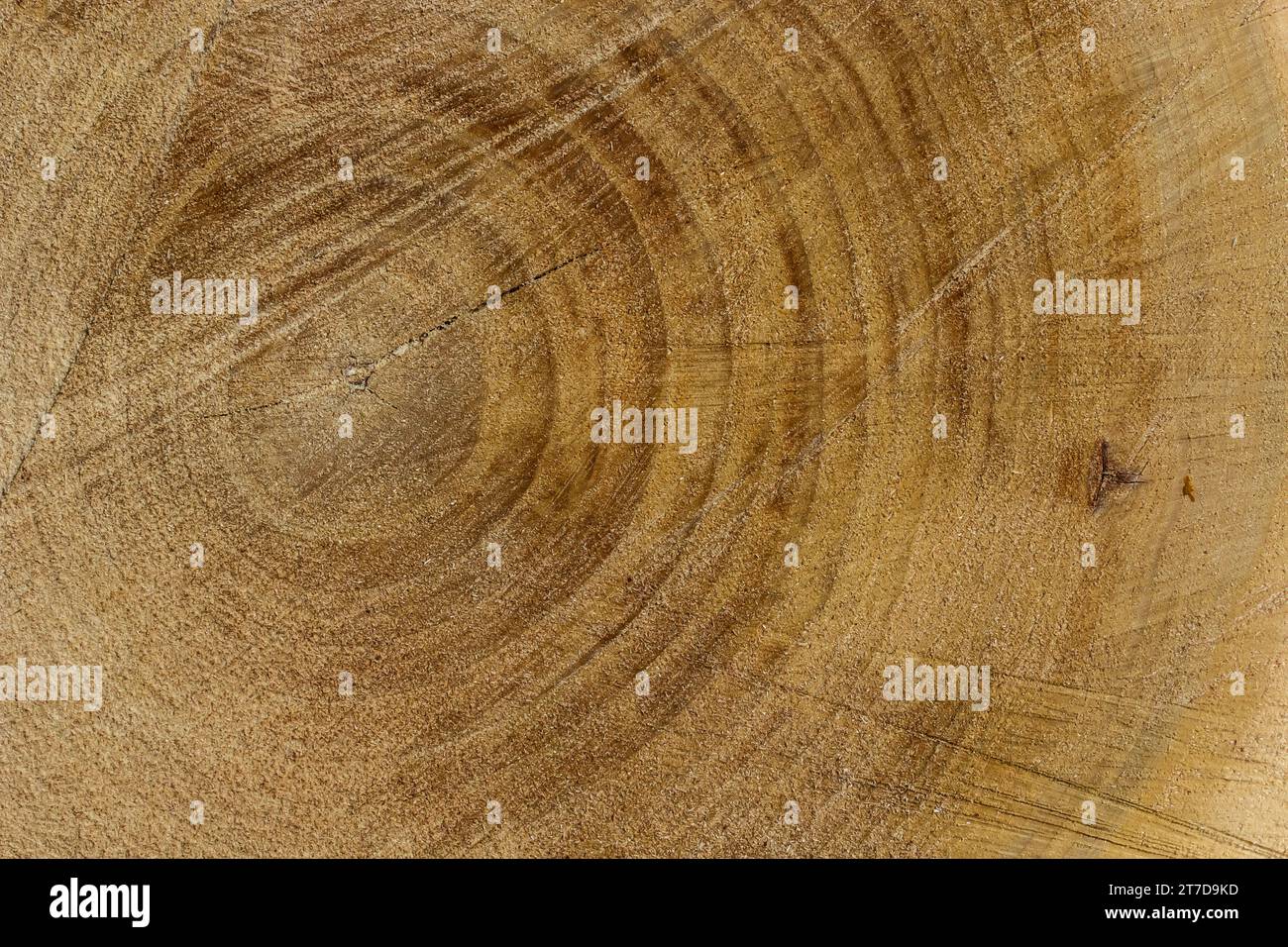 Wood texture of cut tree trunk hi-res stock photography and images - Alamy