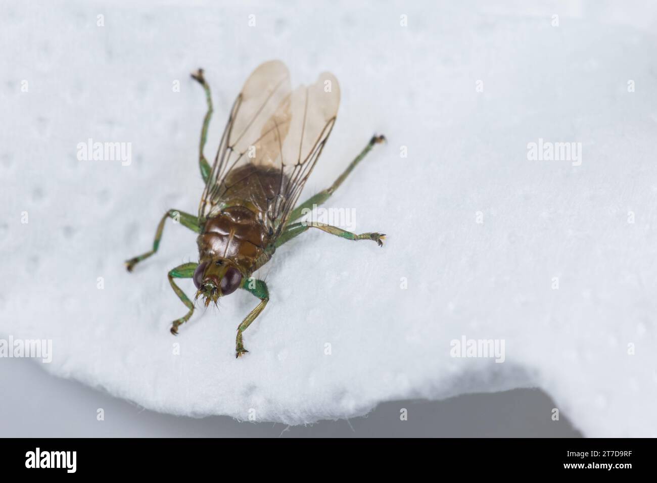 Louse fly hi-res stock photography and images - Alamy