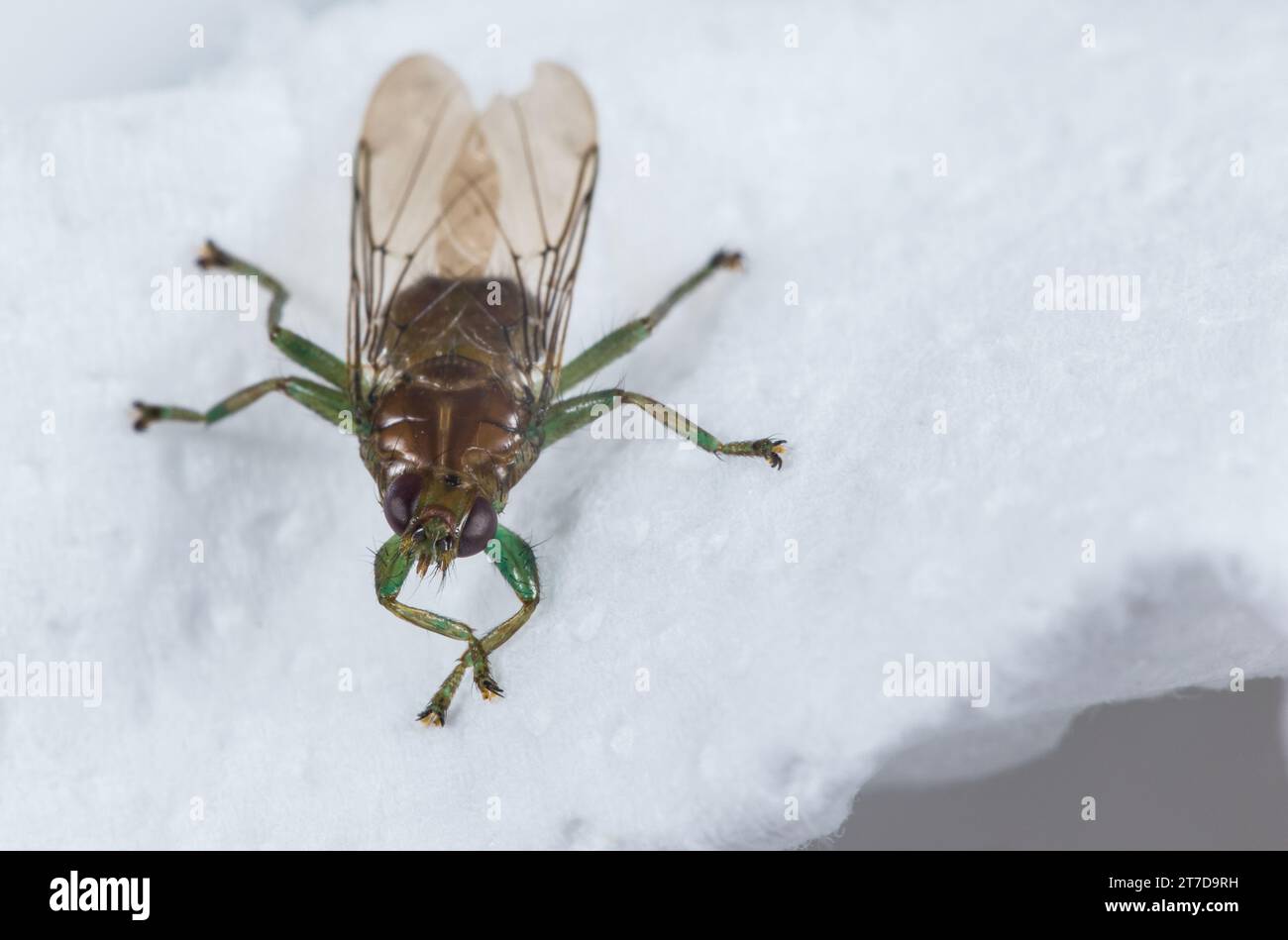 Louse fly hi-res stock photography and images - Alamy