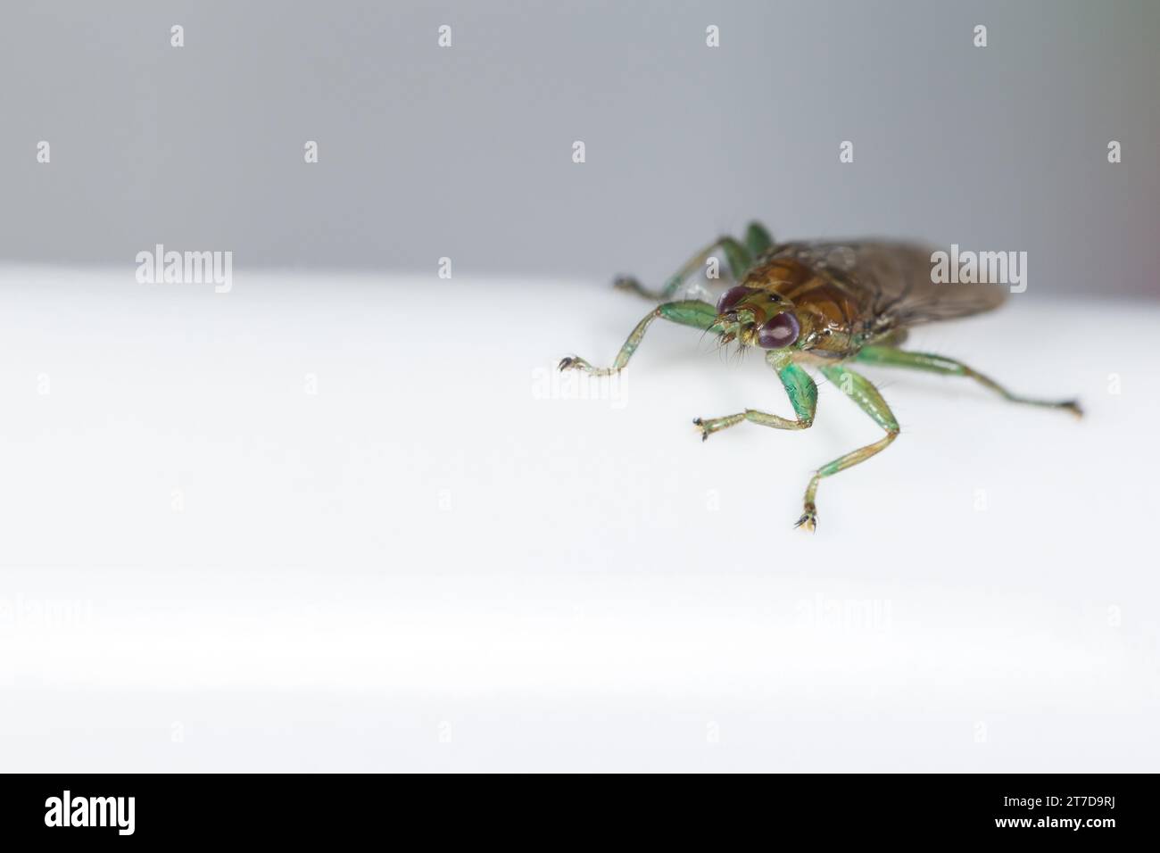 Bird louse fly (Ornithomyia Stock Photo - Alamy