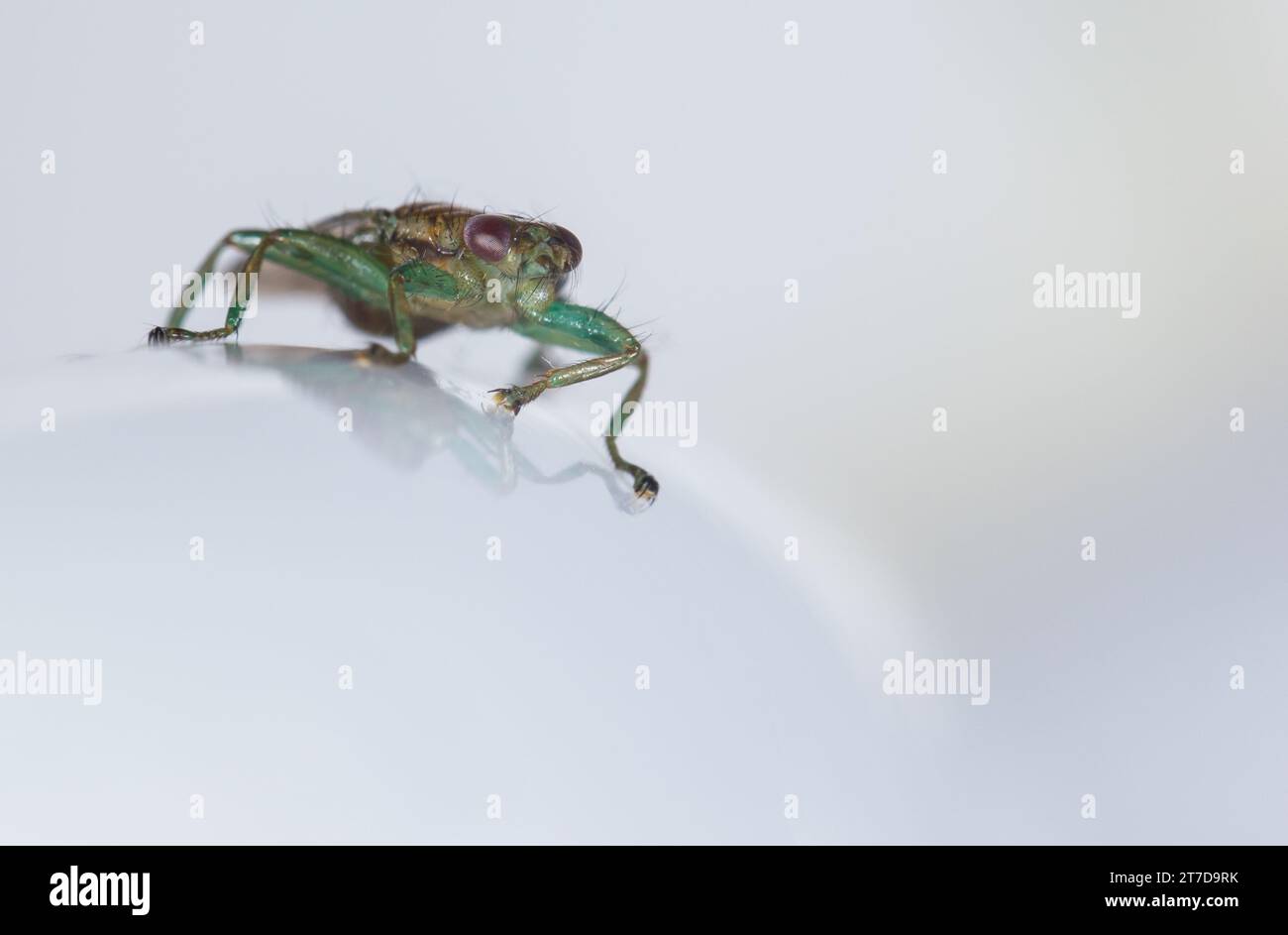 Bird louse hi-res stock photography and images - Alamy