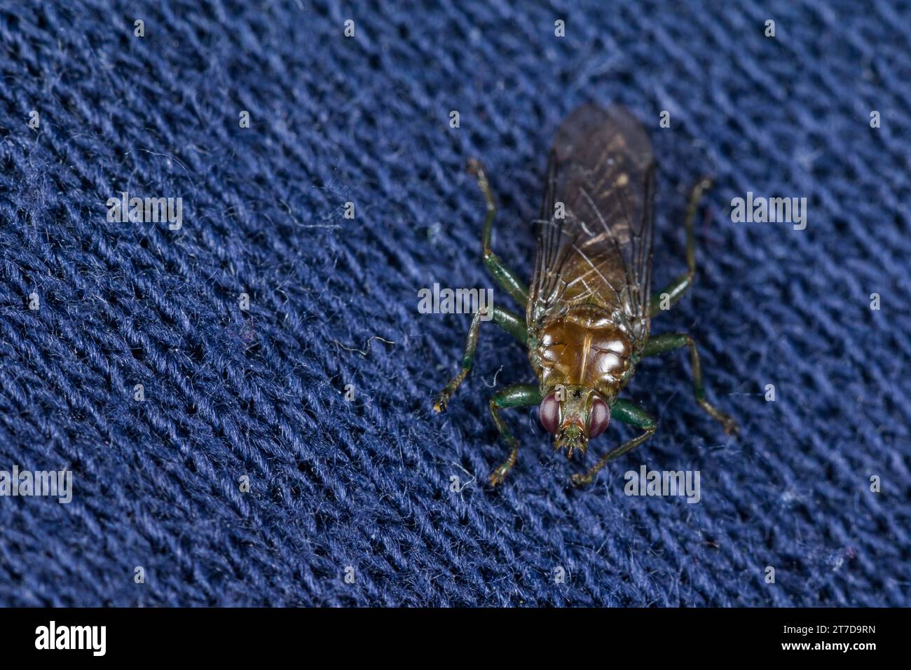 Bird louse fly (Ornithomyia Stock Photo - Alamy