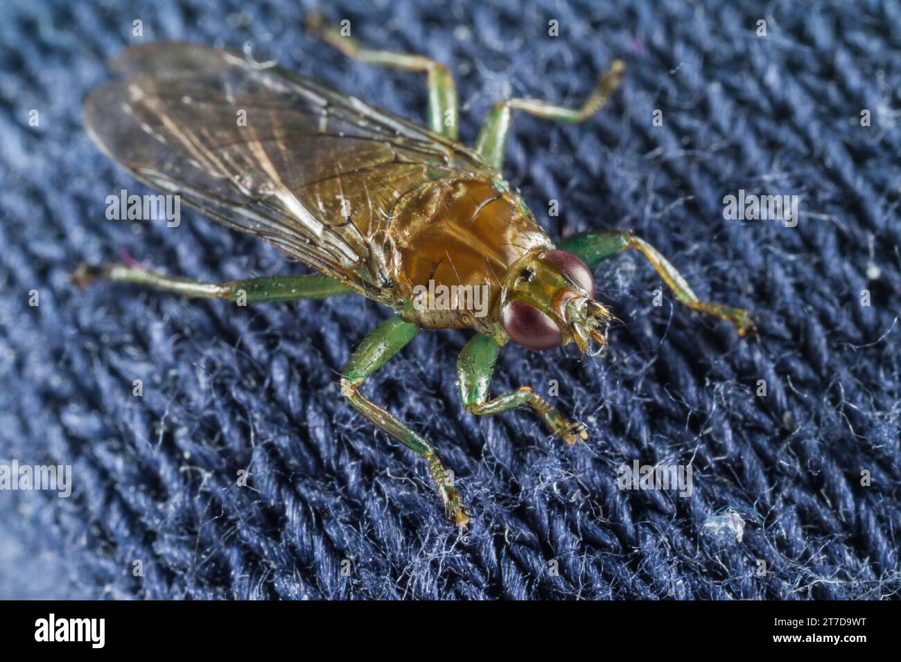 External parasite hi-res stock photography and images - Alamy