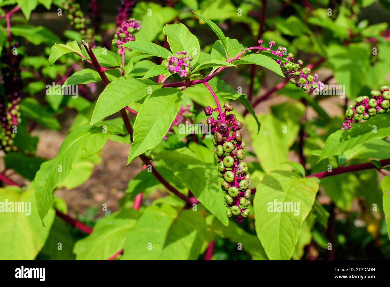 Small black poisonous fruits of Phytolacca plant, also known as ...