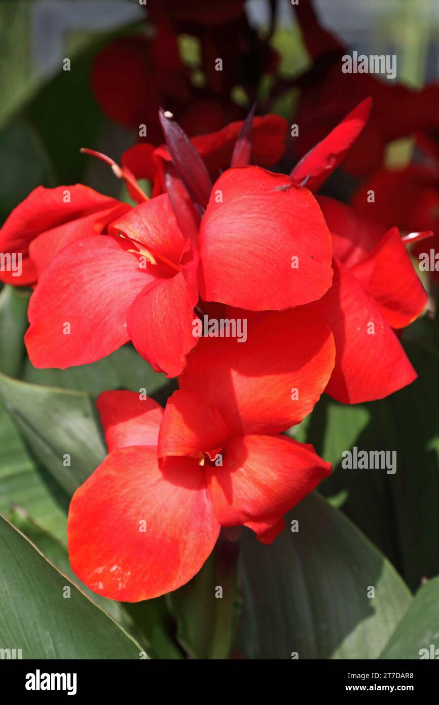 Canna "Happy Carmen Stock Photo - Alamy