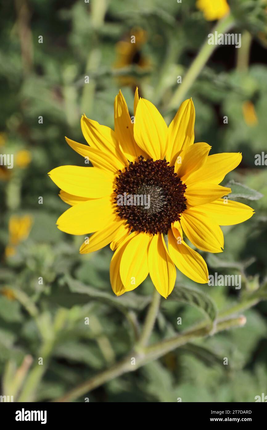 Flower of Helianthus "Sunfinity Stock Photo - Alamy