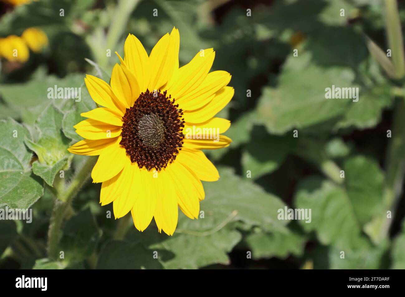Flower of Helianthus "Sunfinity Stock Photo - Alamy