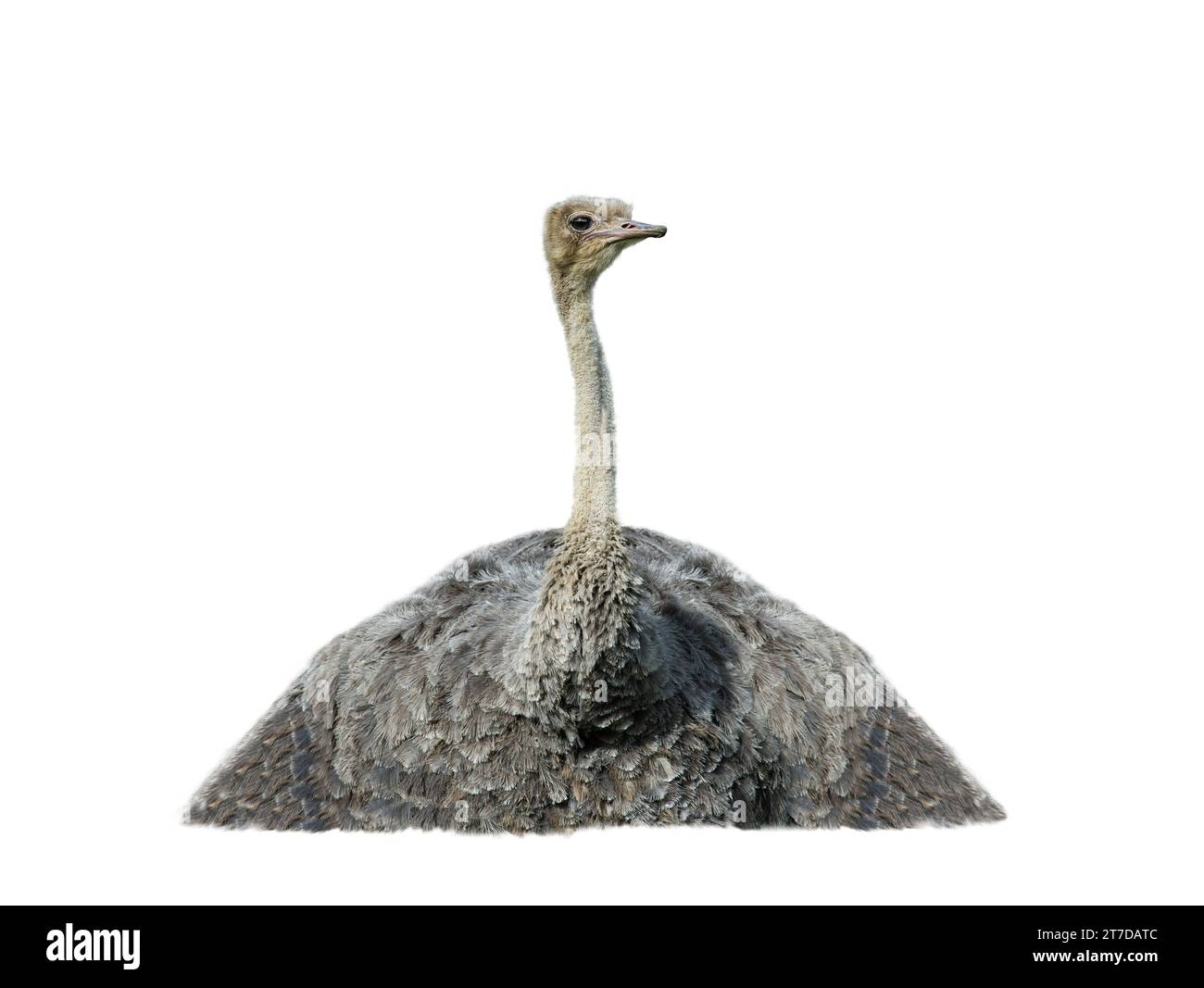 african ostrich isolated on white background Stock Photo - Alamy