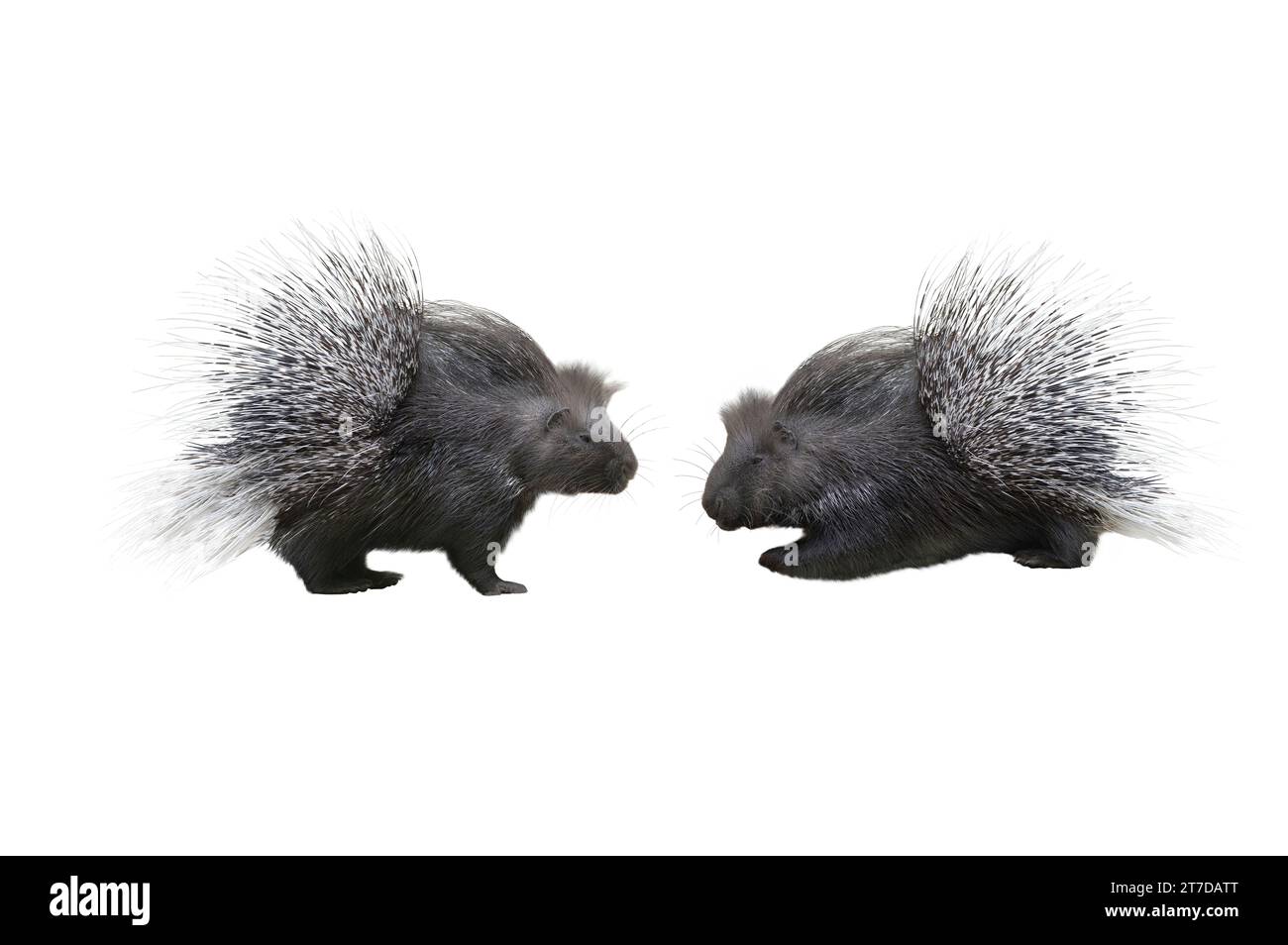 two porcupine isolated on white background Stock Photo - Alamy