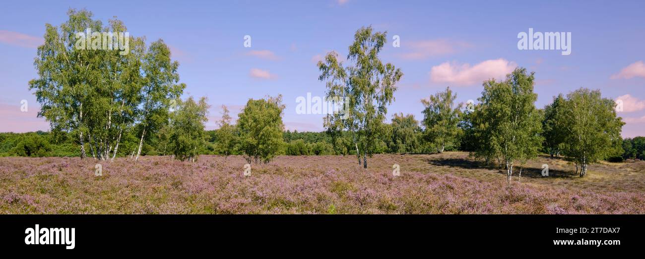 Blossom heathland Westruper Heide Stock Photo - Alamy