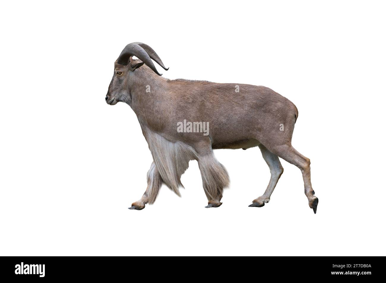Big horn mountain sheep Cut Out Stock Images & Pictures - Alamy