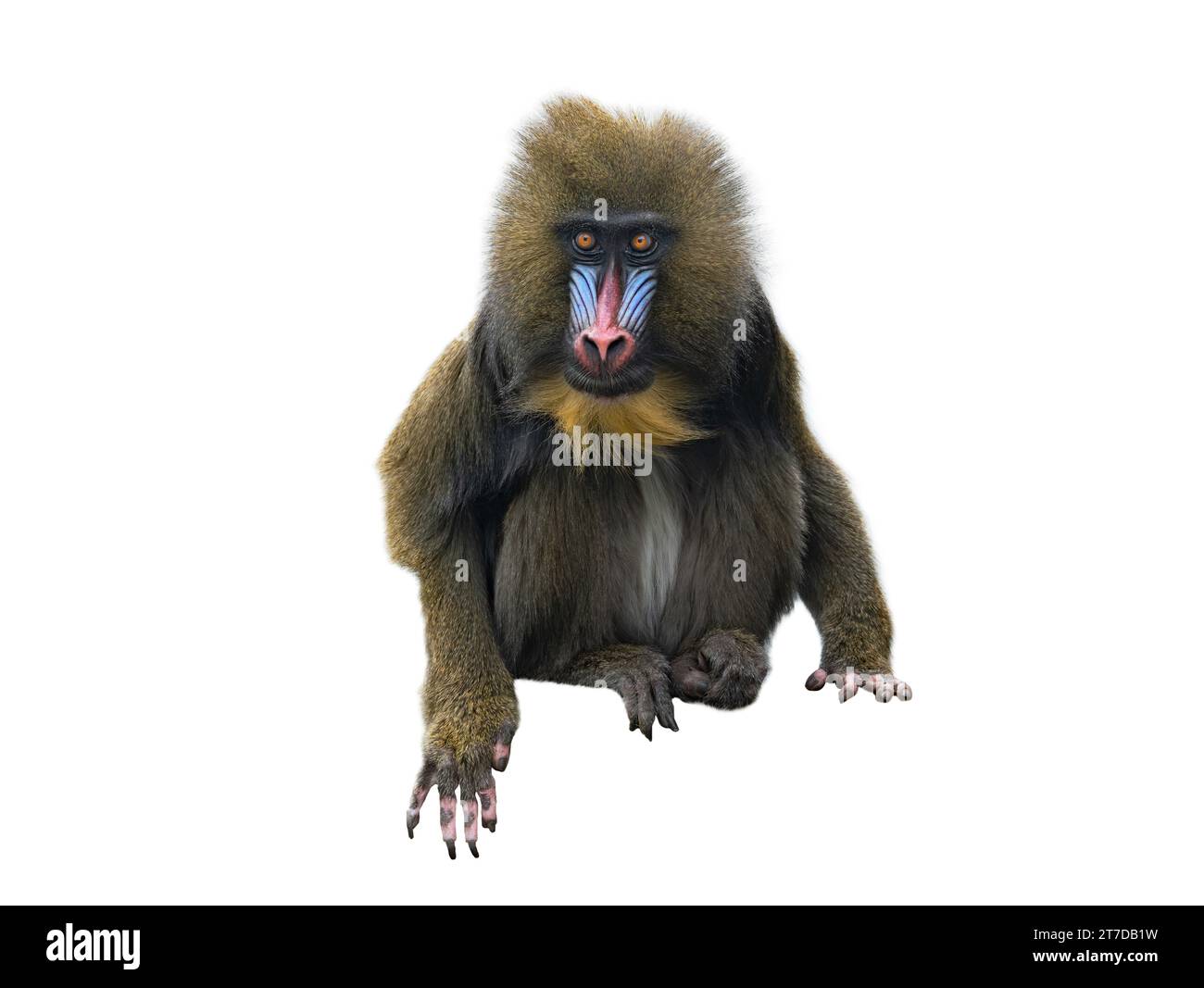 Exotic primate Cut Out Stock Images & Pictures - Alamy
