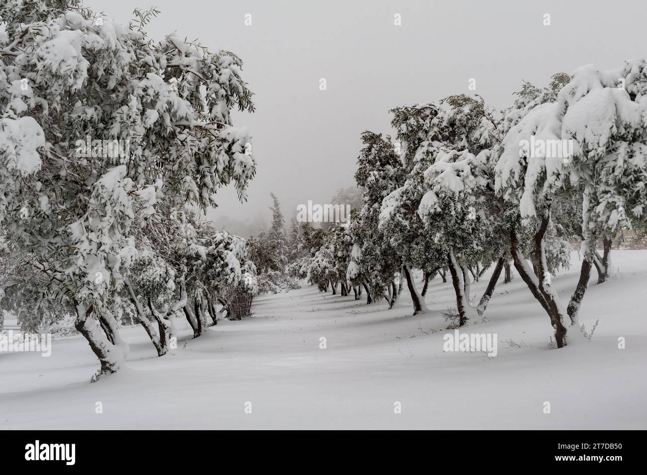 Snow-covered olive orchard in central Israel's Judean Mountains ...