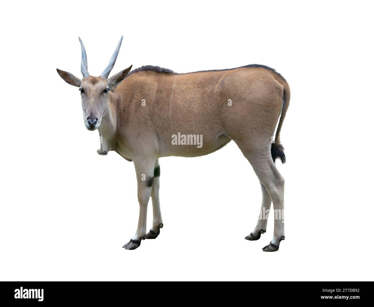 eland antelope isolated on white background Stock Photo - Alamy